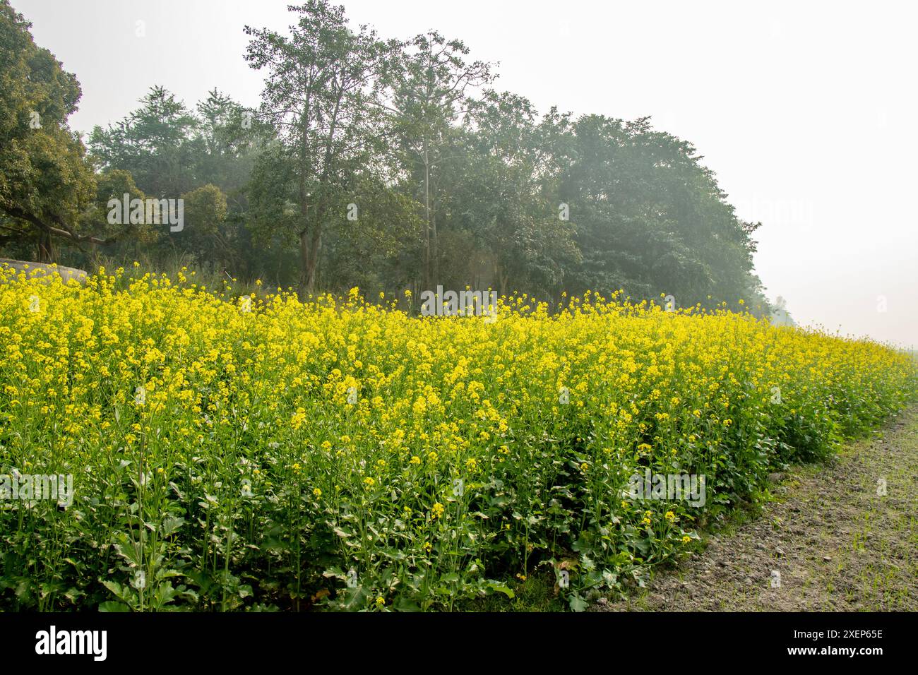 Canola plant hi-res stock photography and images - Alamy