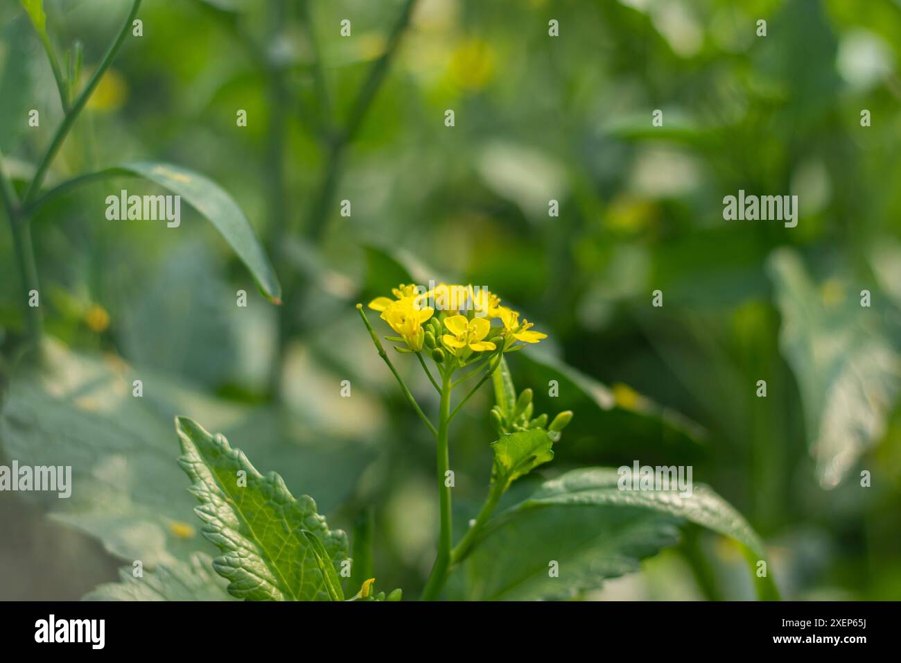 Fresh Yellow Mustard flower closeup with greenery Stock Photo - Alamy