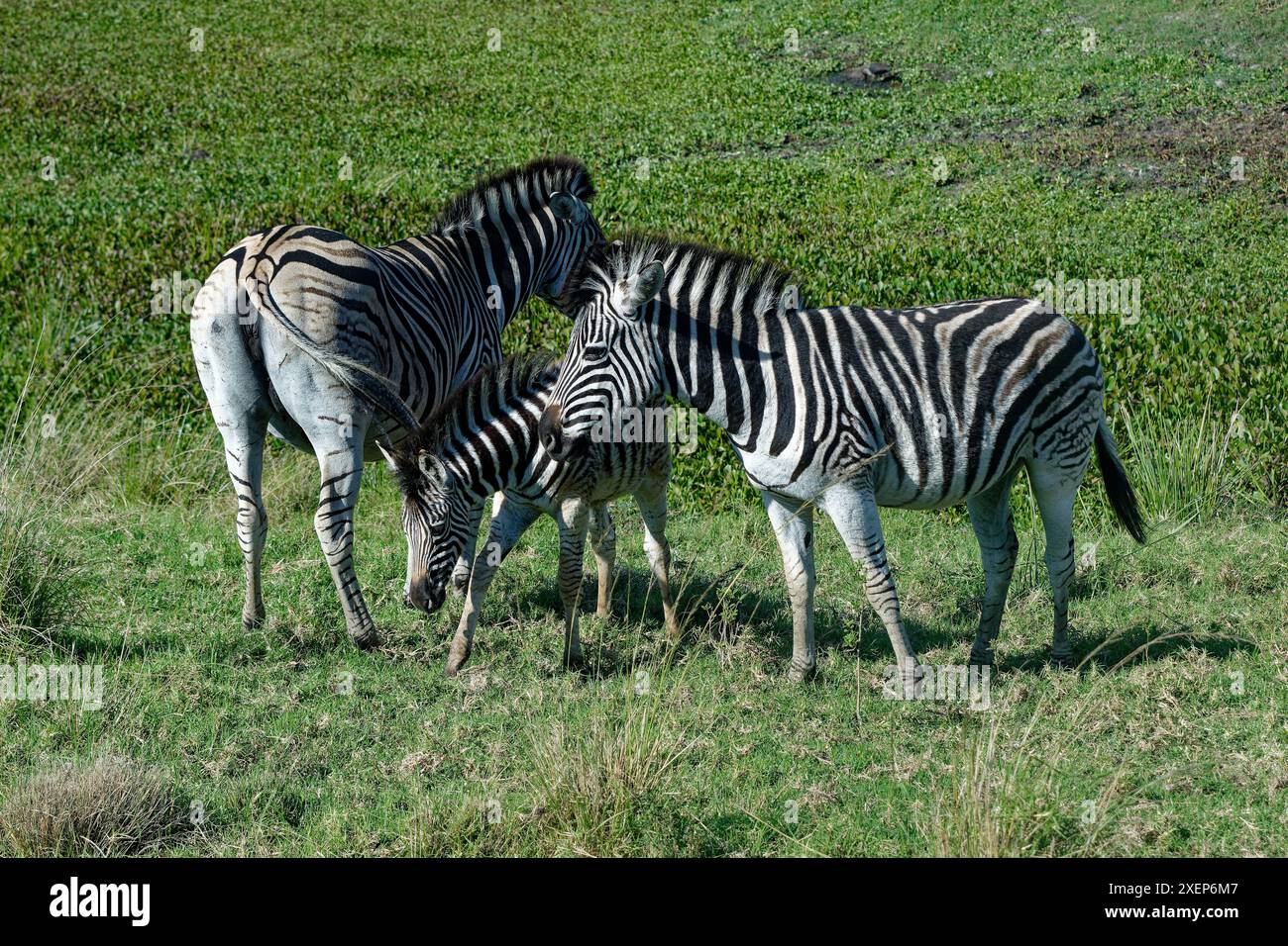 Zebra Family with young zebra Stock Photo - Alamy