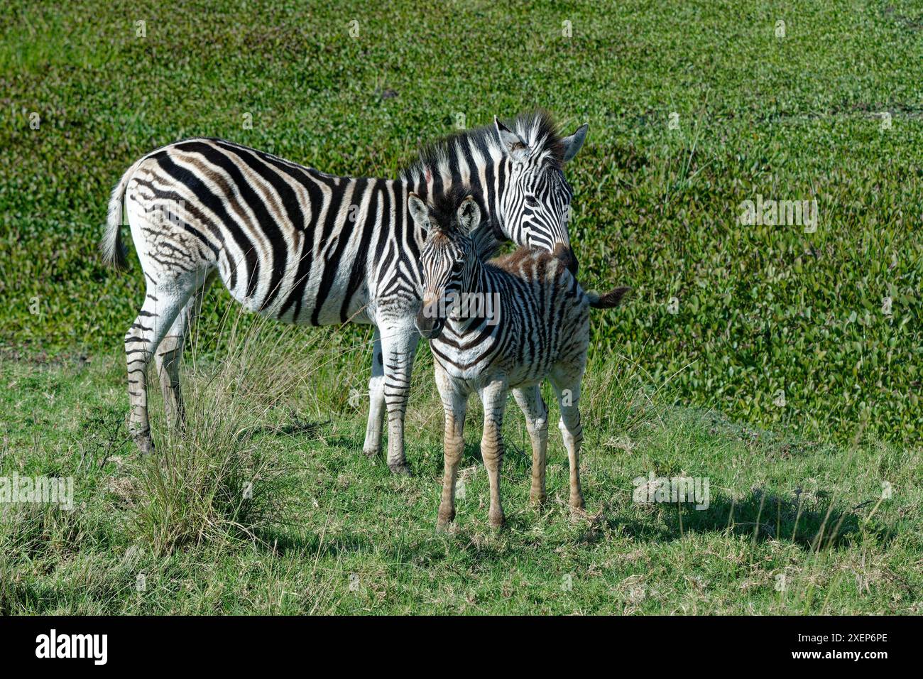Zebra Mother with teenage zebra in green grass field Stock Photo - Alamy