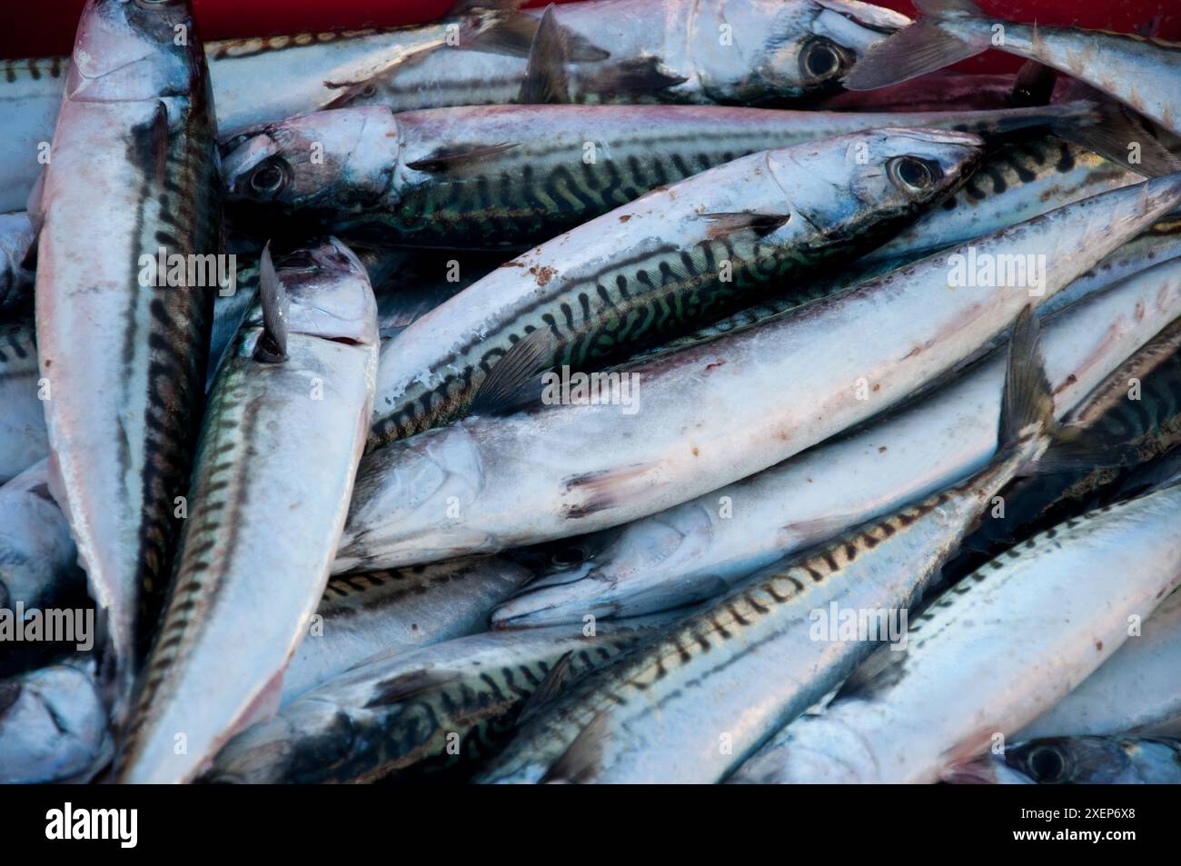 Mackerel catch, St Ives Fish Quay, St Ives, Cornwall, UK Stock Photo ...