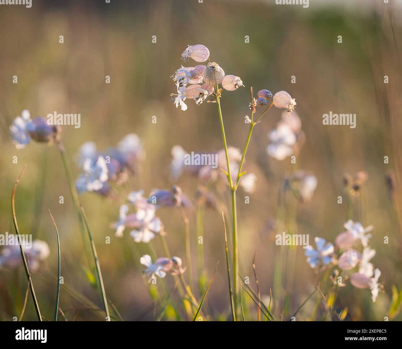 Flowers of the Bladder Campion in bloom on the Hiiumaa island. Bladder ...
