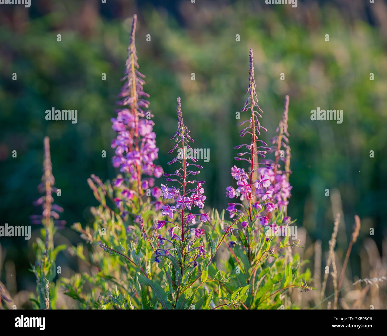 Fireweed plant with purple flowers. Flower of Rosebay Willowherb ...