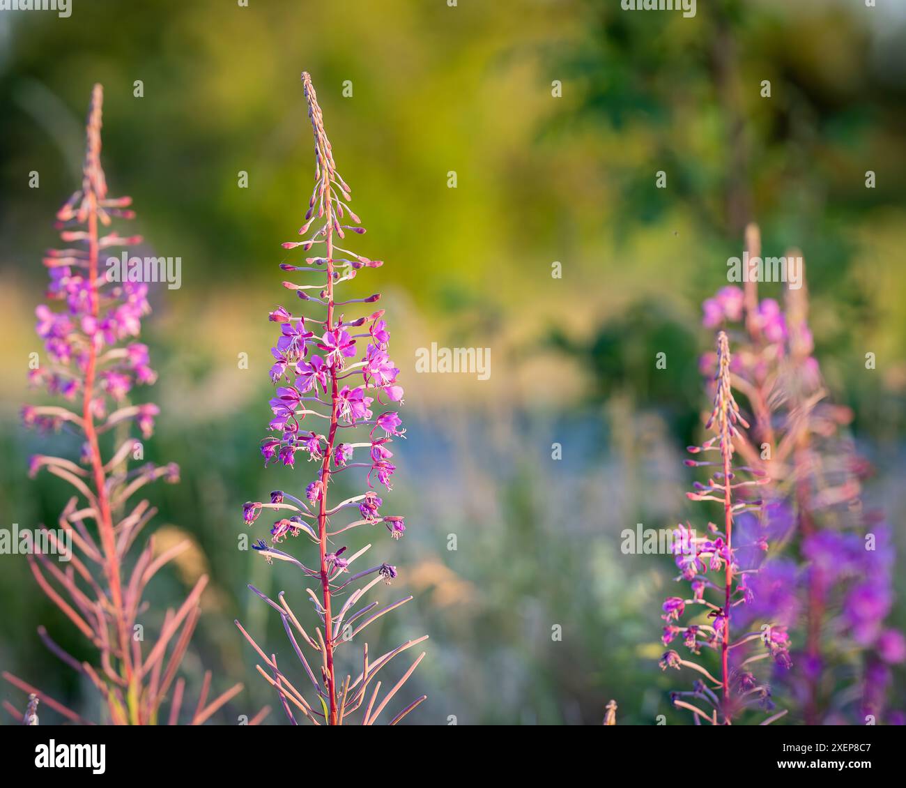 Fireweed plant with purple flowers. Flower of Rosebay Willowherb (Chamaenerion angustifolium ...