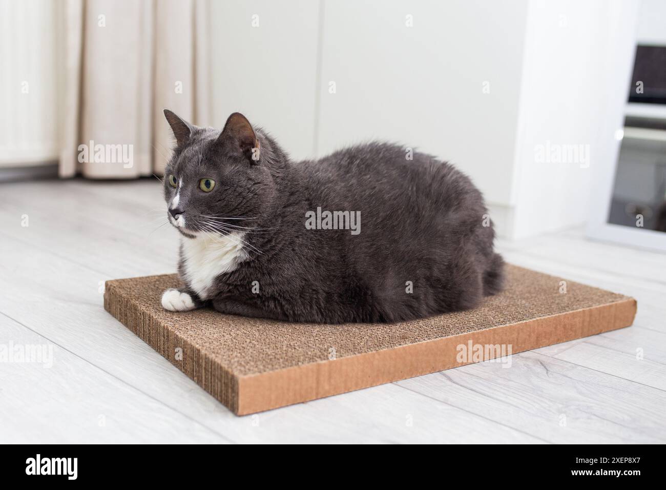 Grey cat sleeping on an eco-friendly cardboard claw scratching. Pet at ...