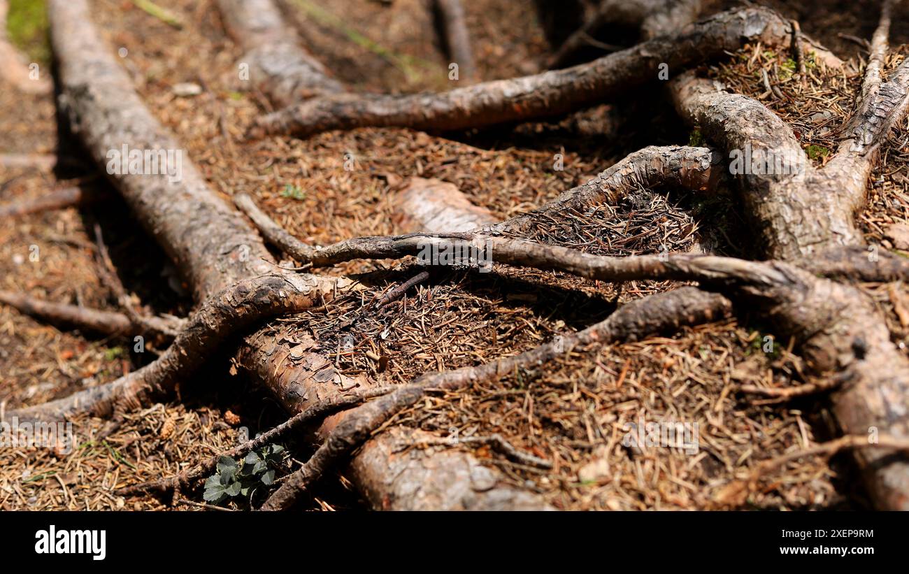 Tangled roots of tree hi-res stock photography and images - Alamy