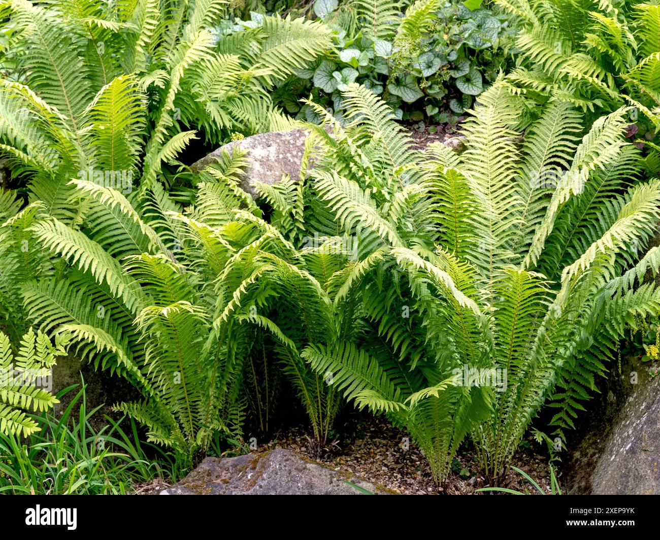 Green ferns growing in a rock garden Stock Photo - Alamy
