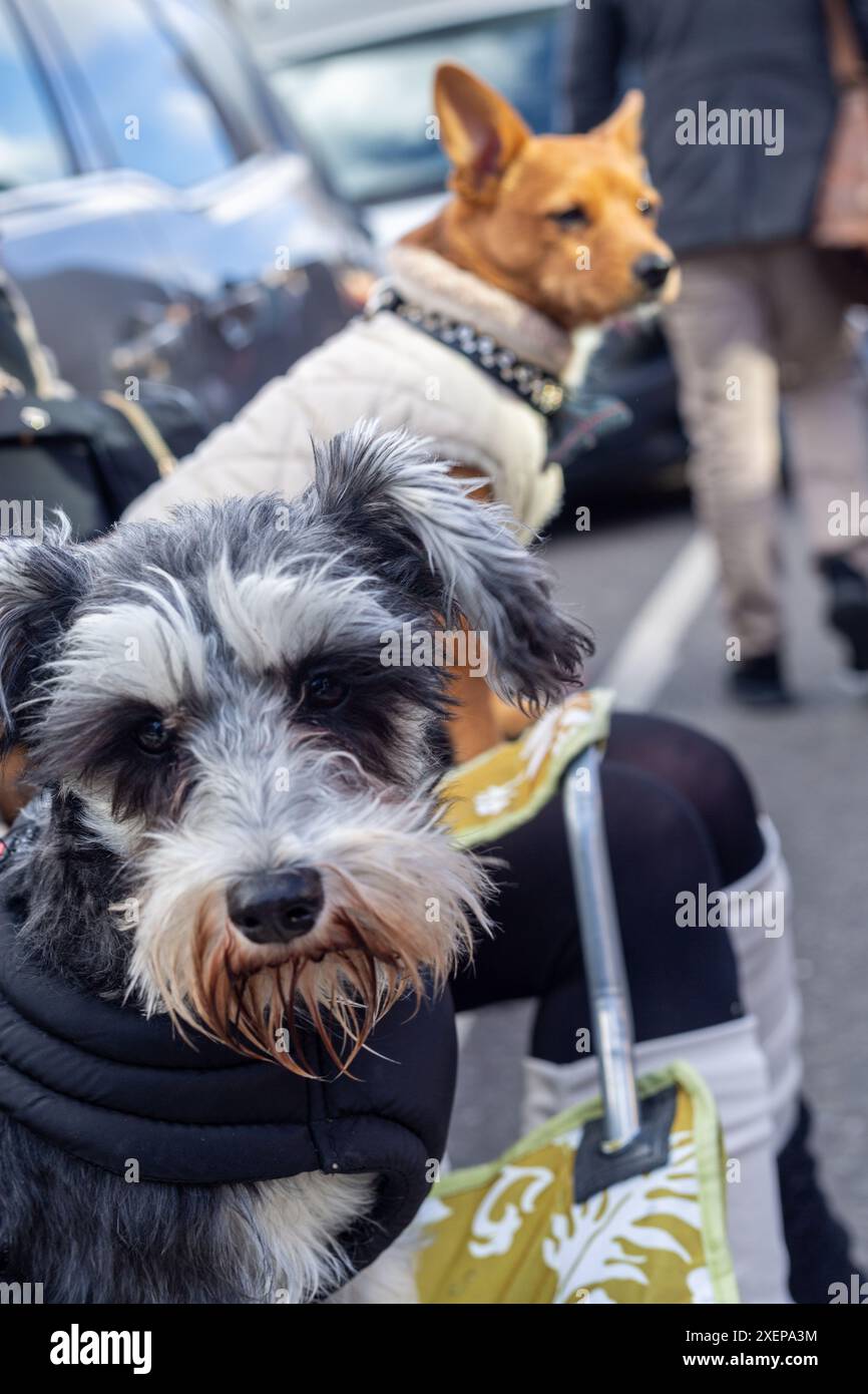 Dogs in coats sit on their owners lap watching shoppers pass by Stock ...