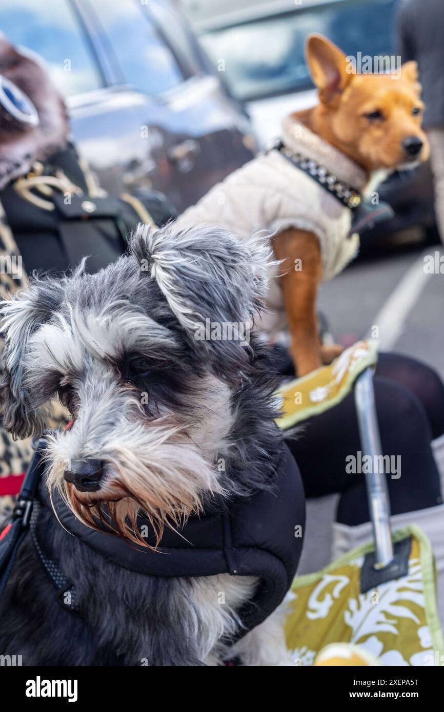 Dogs in coats sit on their owners lap watching shoppers pass by Stock ...