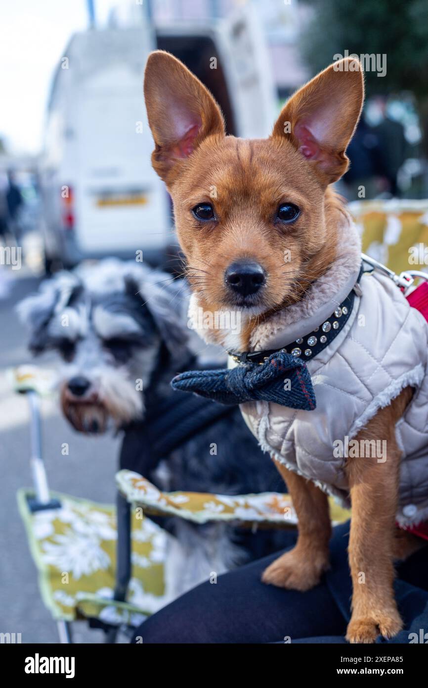 Dogs in coats sit on their owners lap watching shoppers pass by Stock ...
