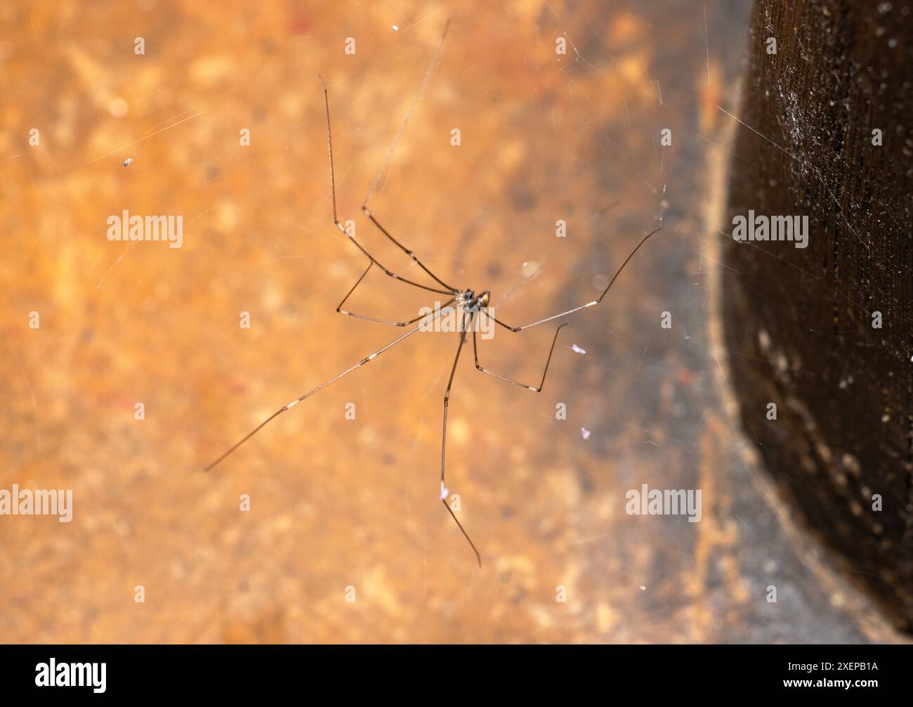 The Daddy Longlegs or Cellar Spider make large untidy webs in dark ...