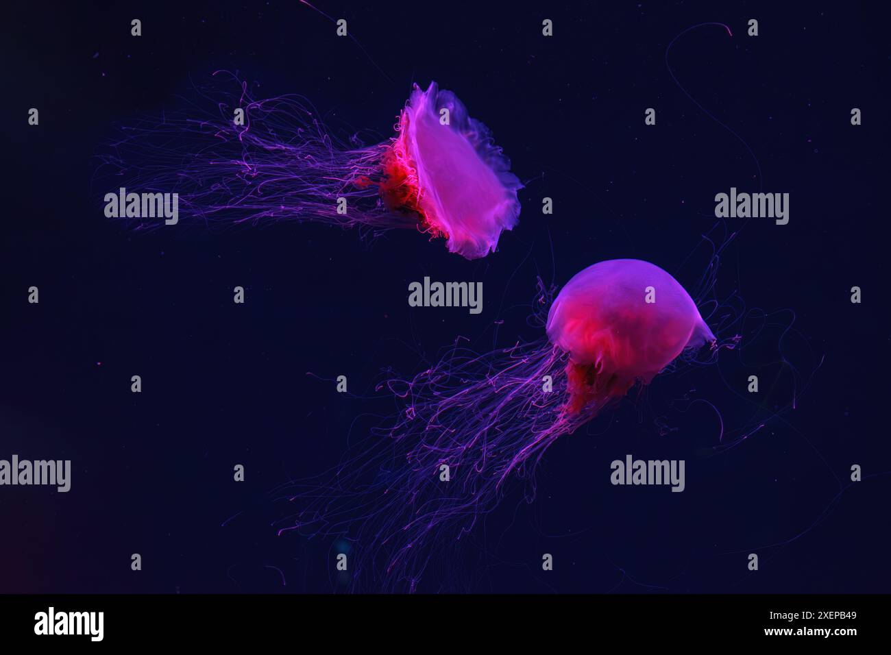 Two fluorescent jellyfish swimming underwater aquarium pool with red ...