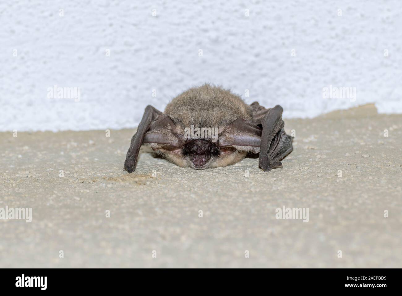 A large bat attached to a wall with its head towards the floor Stock ...
