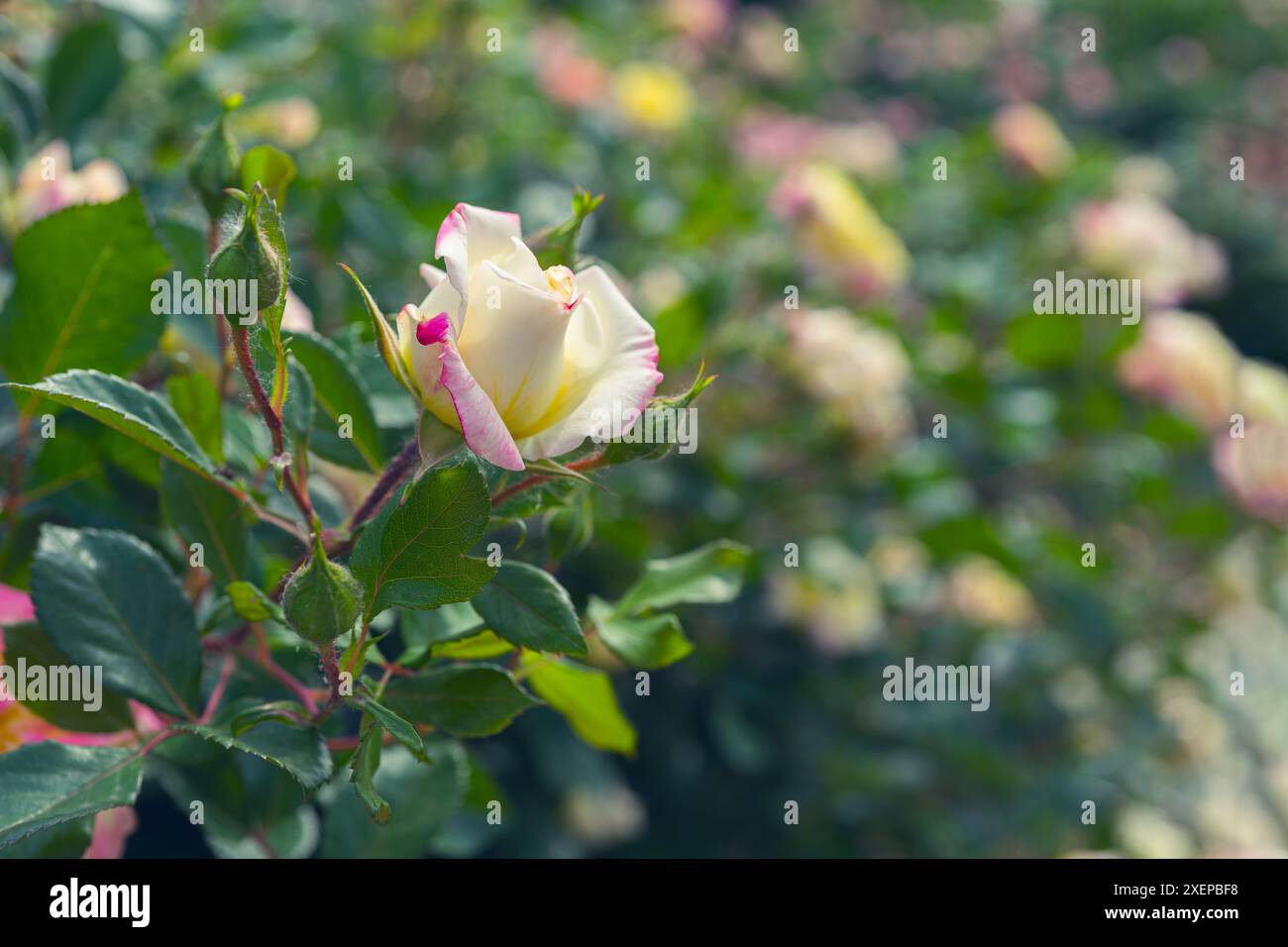 Beautiful blooming yellow rose flower close up in garden or park ...