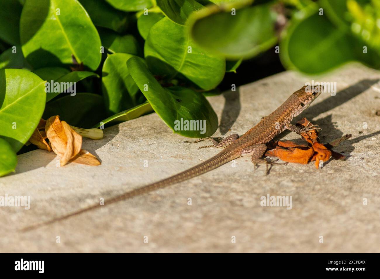 a wild lizard on a wall next to tree leaves Stock Photo - Alamy