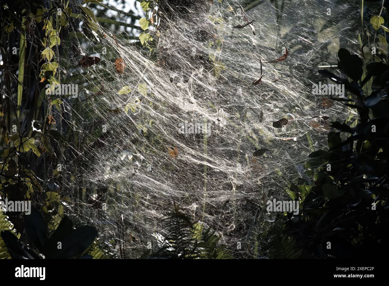 A very large creepy and scary Australian bush spiderweb Stock Photo - Alamy