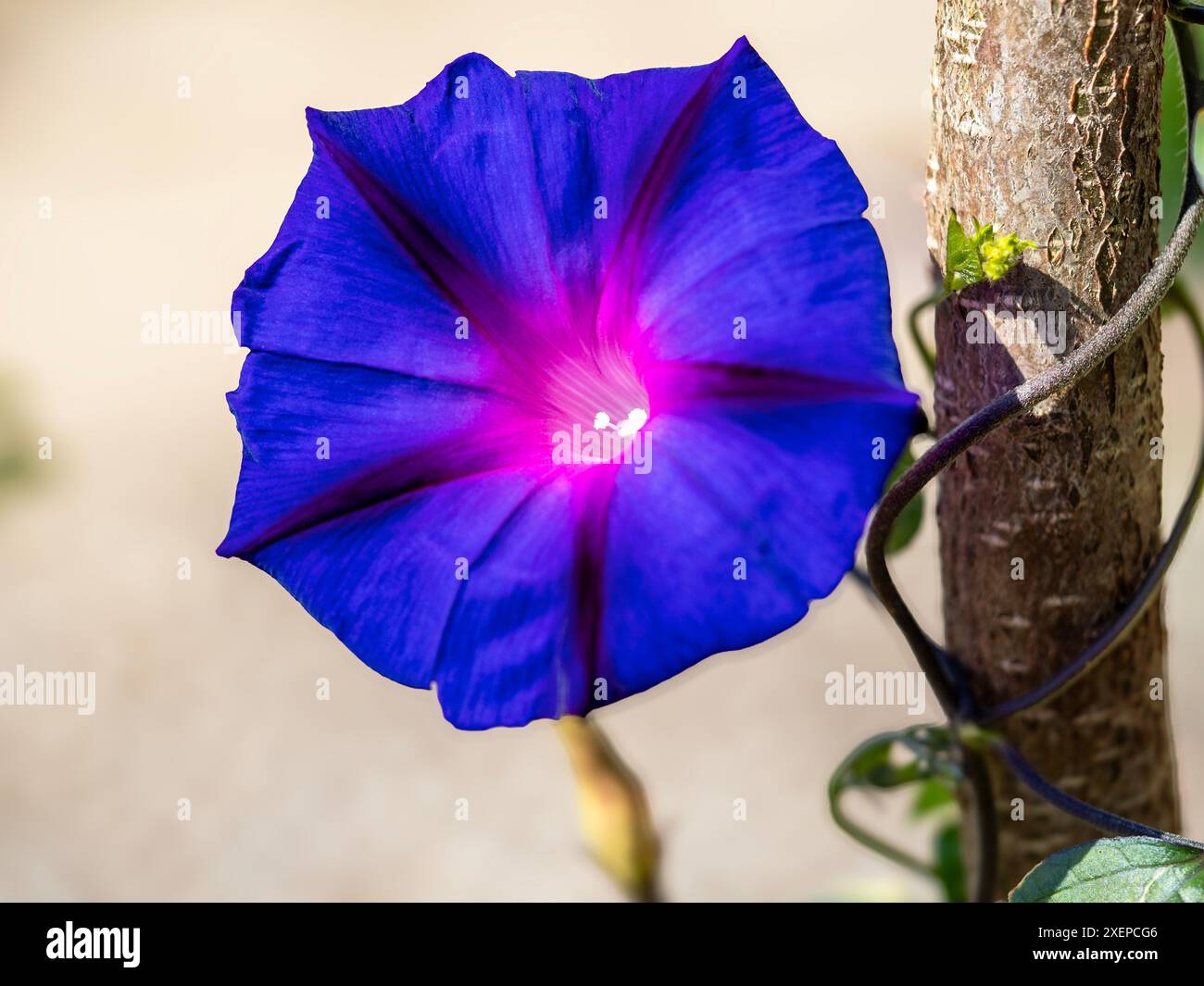 Closeup of a beautiful blue morning glory flower Stock Photo - Alamy