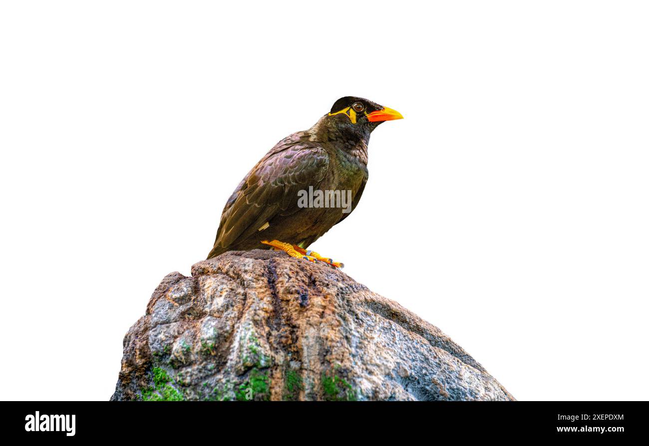 Common Hill Myna on a rock, isolated Stock Photo - Alamy