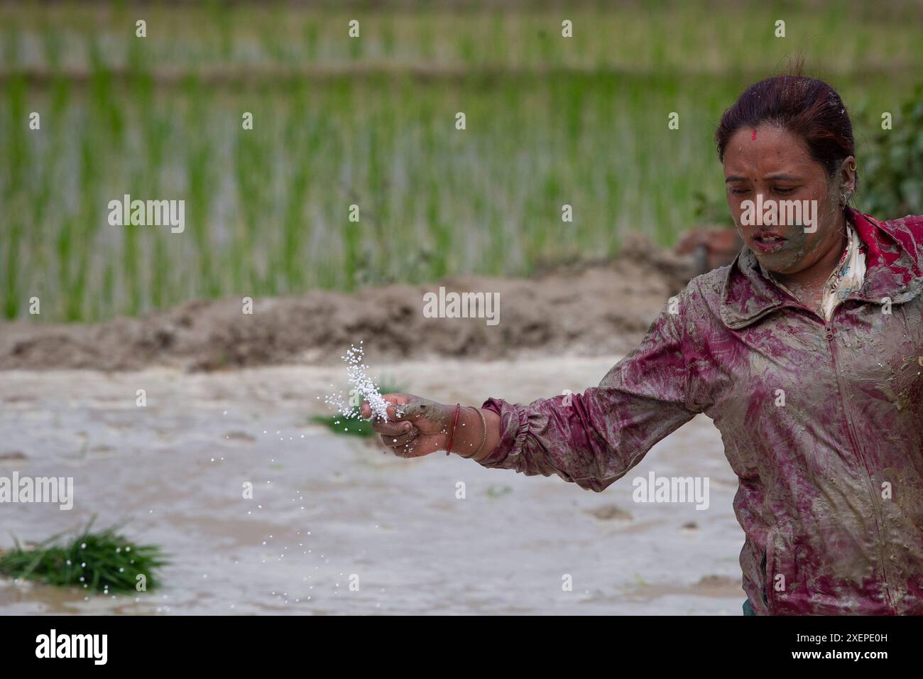 Bhaktapur, Nepal. 29th June, 2024. On June 29, 2024, in Bhaktapur ...