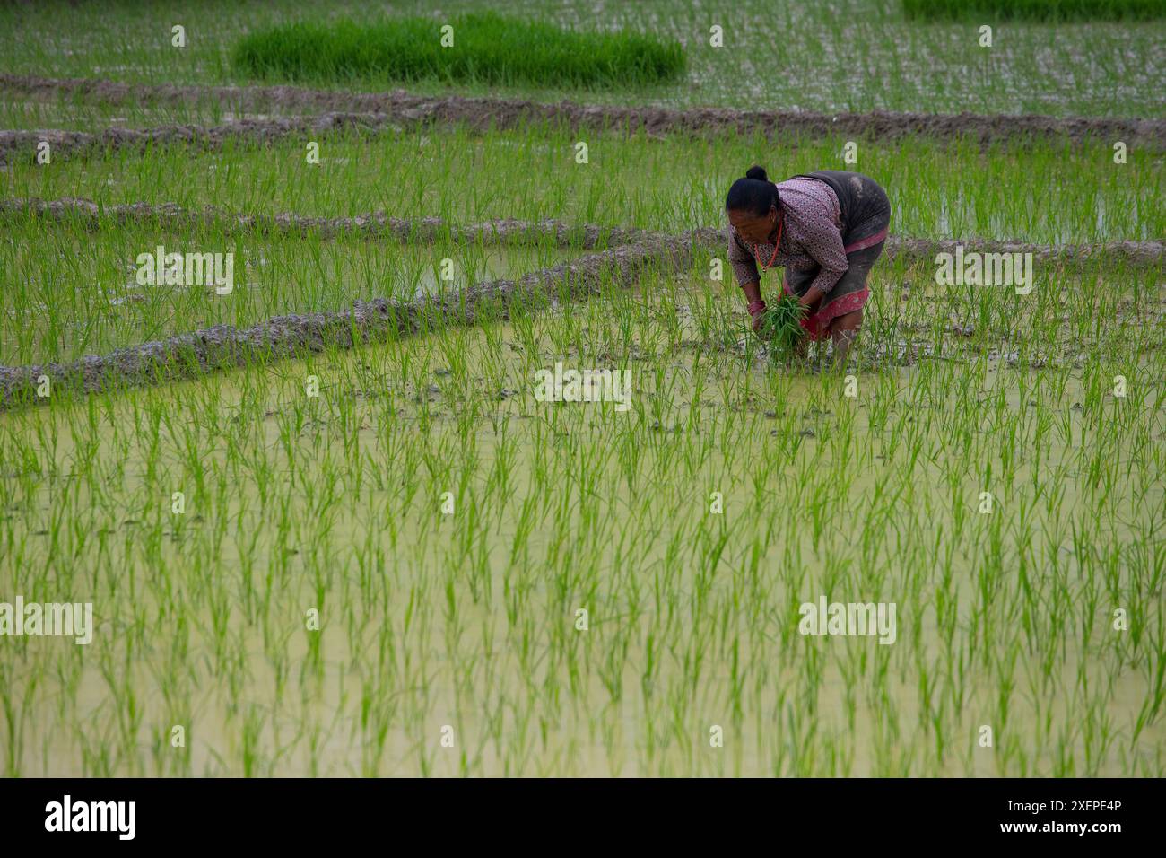 Bhaktapur, Nepal. 29th June, 2024. On June 29, 2024, in Bhaktapur ...