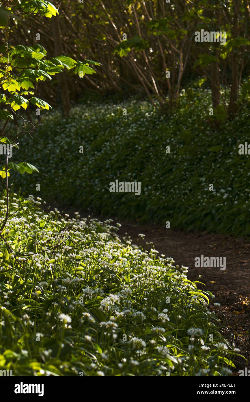 Ramsons/Wild Garlic (Ramsons arsinum) in flower in afternoon sunshine ...