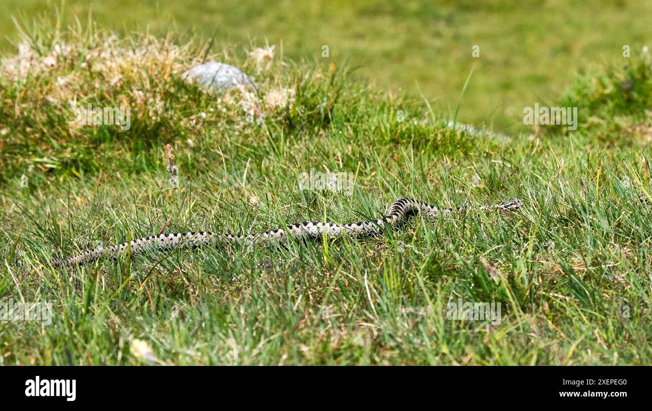 A wild, single Male Adder (Vipera berus), moving in bright daylight ...