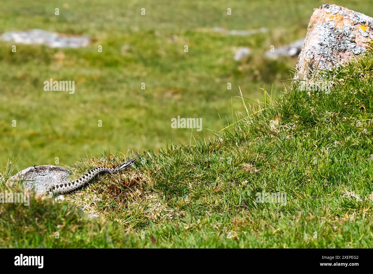 A wild, single Male Adder (Vipera berus), moving in bright daylight ...