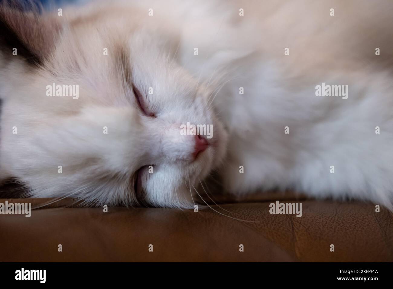 Cute, small Ragdoll cat sleeping on the sofa. 4 months old Stock Photo ...