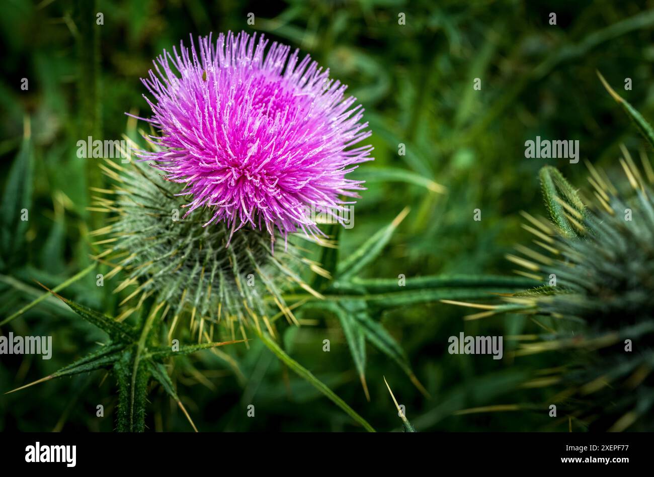 Thistle scotland emblem hi-res stock photography and images - Alamy