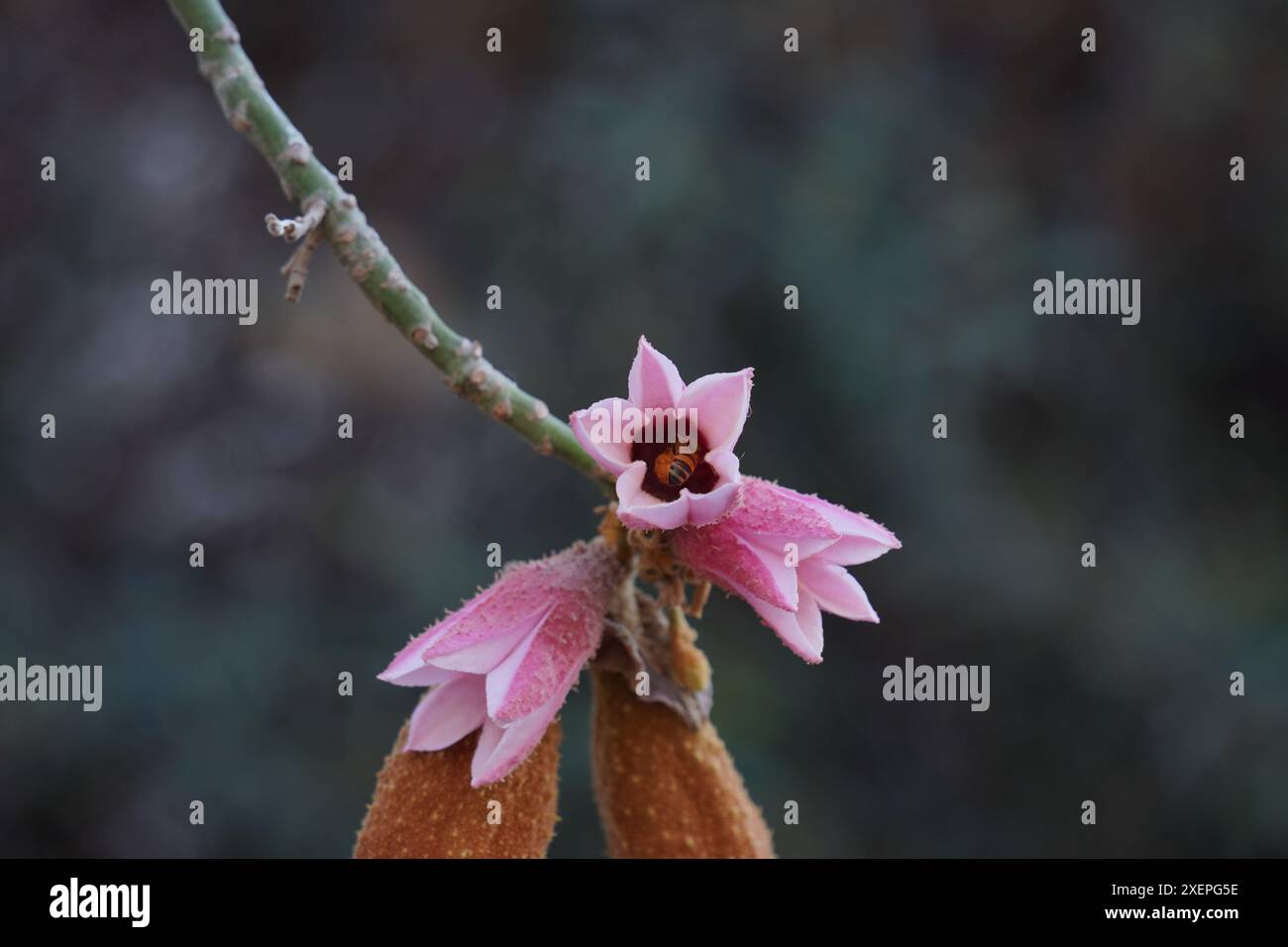Brachychiton discolor or Lacebark Tree Flower pink Stock Photo - Alamy