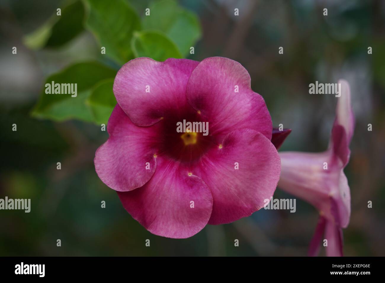 Purple Allamanda (Allamanda blanchetii) Garden plants Stock Photo - Alamy