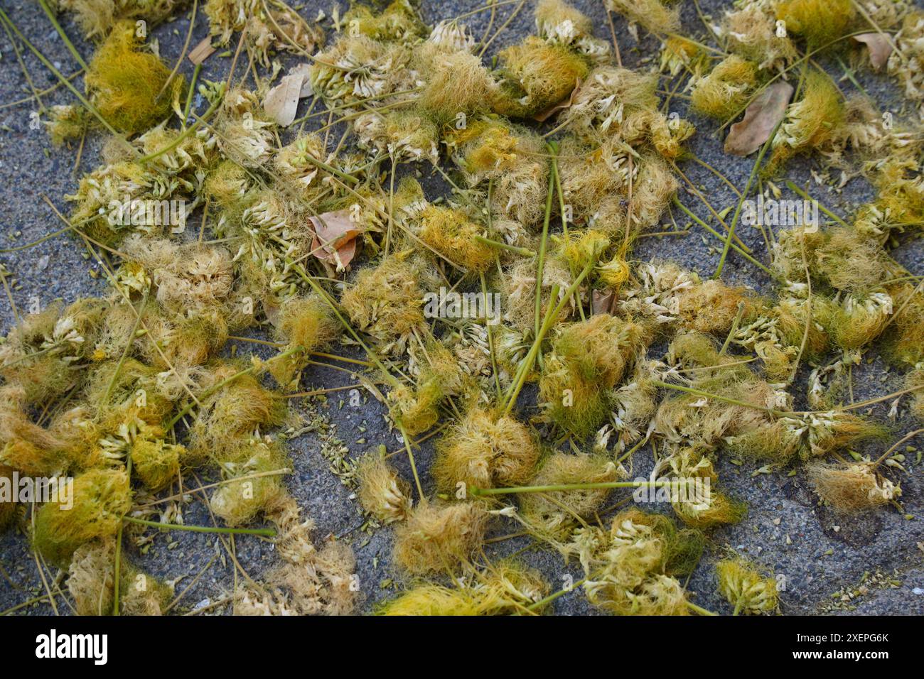 Falling Flowers of Albizia lebbeck. Common names include Siris, Indian ...