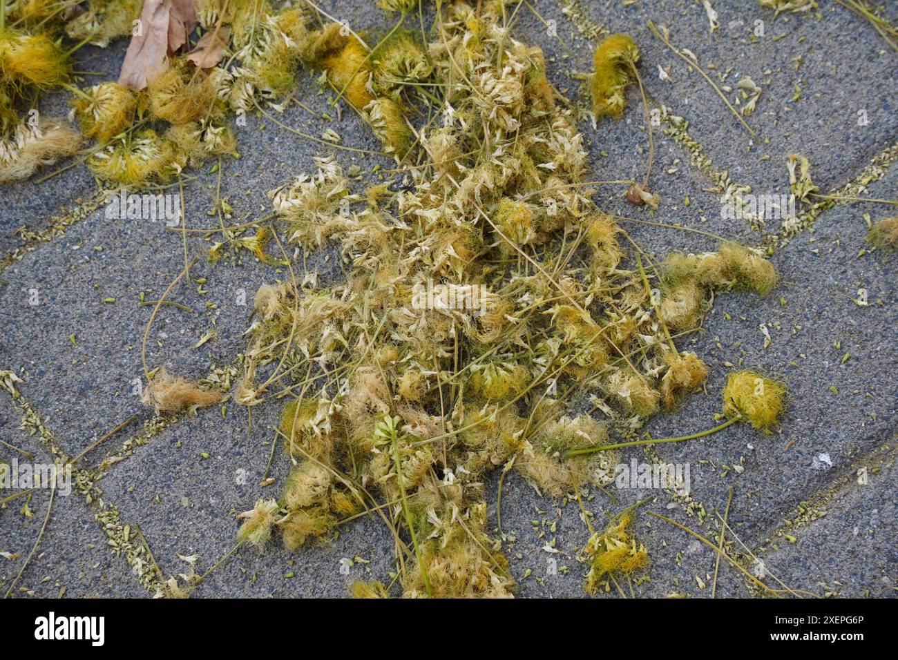 Falling Flowers of Albizia lebbeck. Common names include Siris, Indian ...