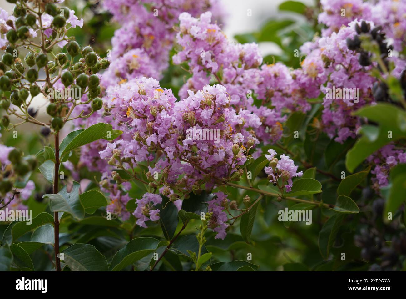 Lagerstroemia speciosa also known as giant crepe-myrtle, or Queen's ...