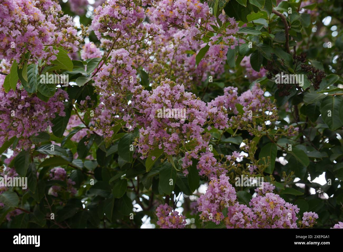 Lagerstroemia speciosa also known as giant crepe-myrtle, or Queen's ...