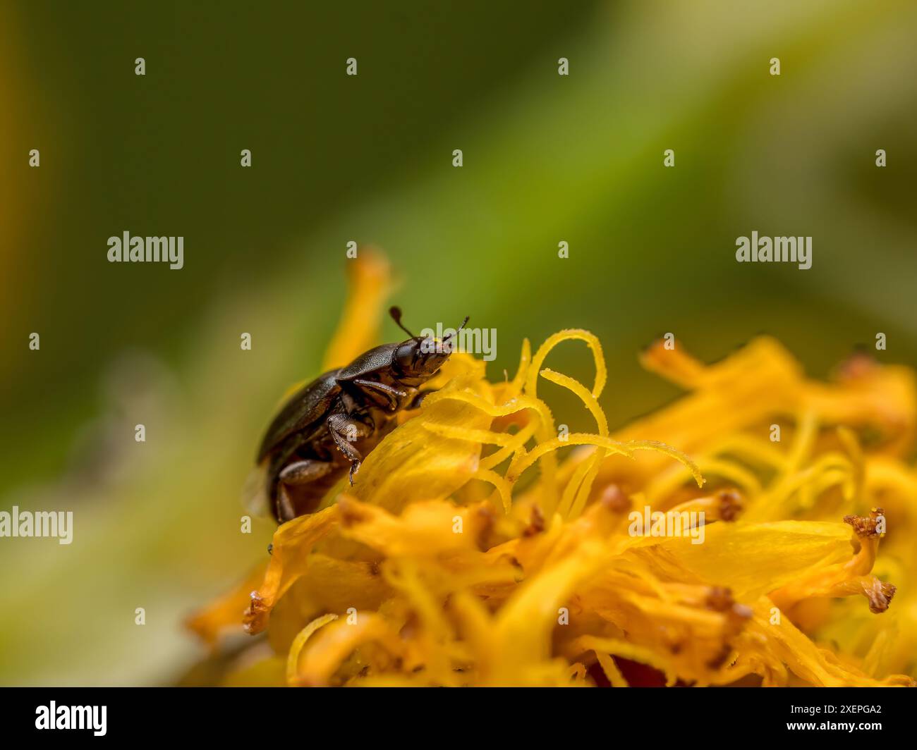 Closeup clip of common pollen beetle eating yellow flower pollen Stock ...