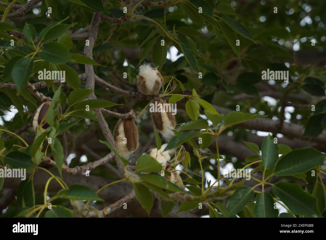 Ceiba speciosa fruit hi-res stock photography and images - Alamy