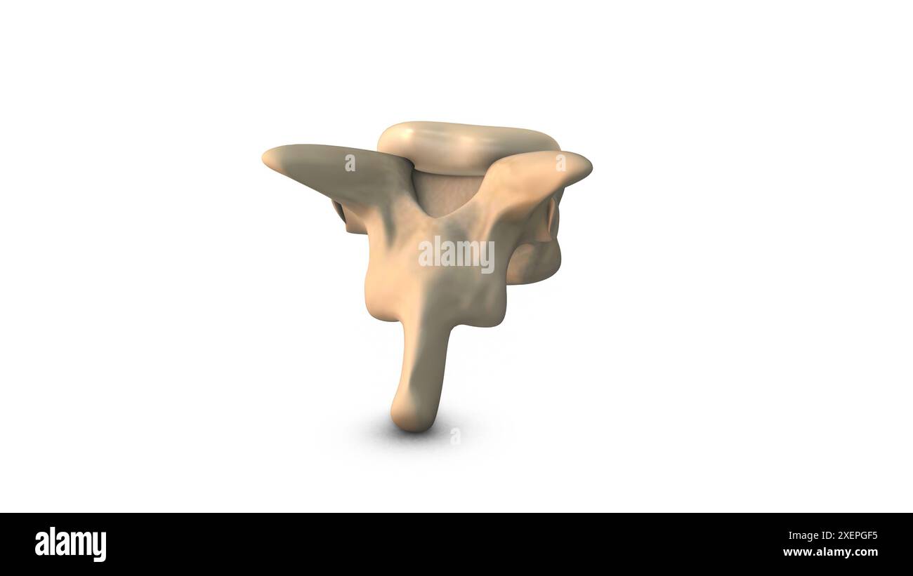 Human Thoracic Vertebra isolated on white background Stock Photo - Alamy