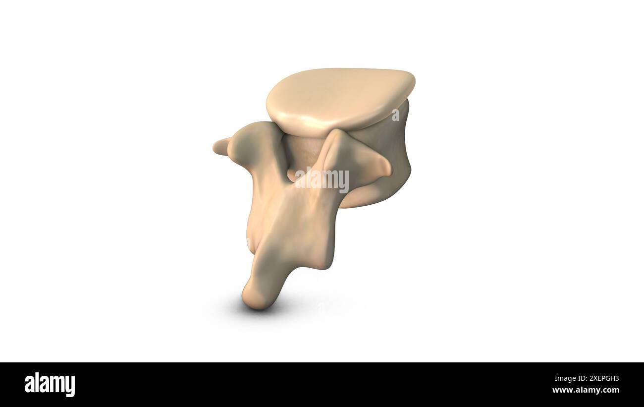 Human Lumbar Vertebra isolated on white background Stock Photo - Alamy