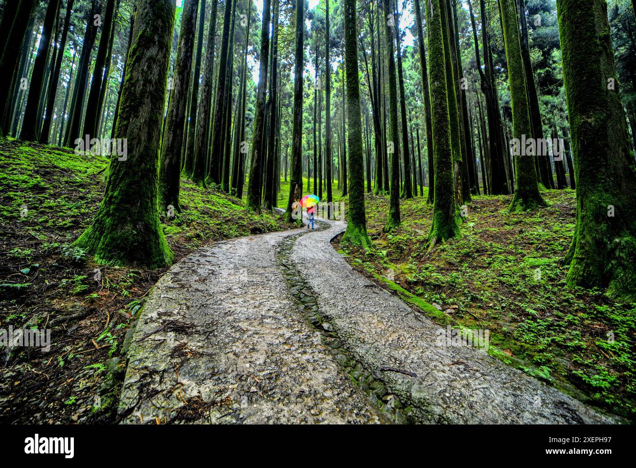 Darjeeling, India. 22nd June, 2024. A man walks into a Pine forest with ...
