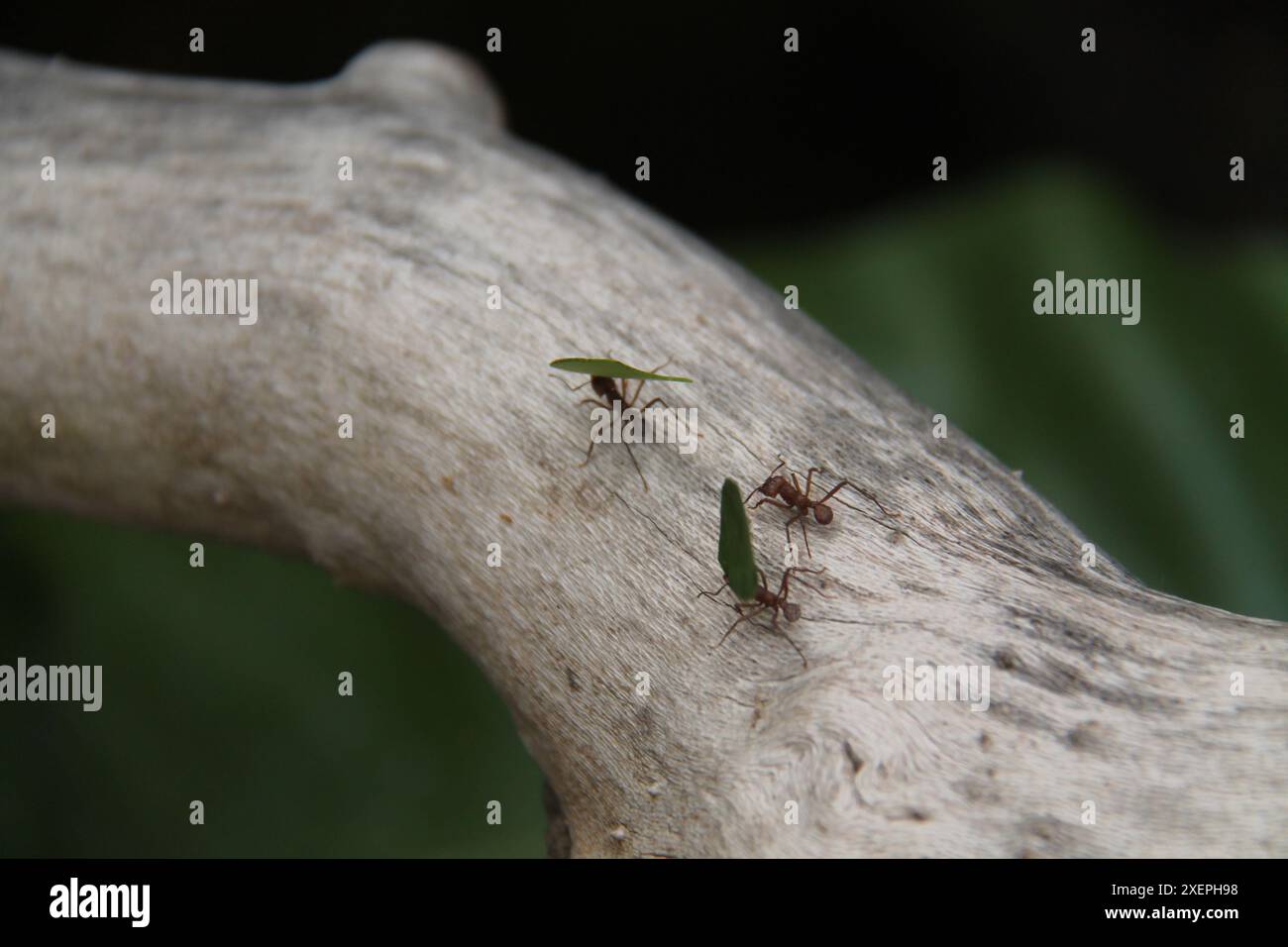 Leaf Cutter Ants Carrying Leaves on a Tree Branch Stock Photo - Alamy