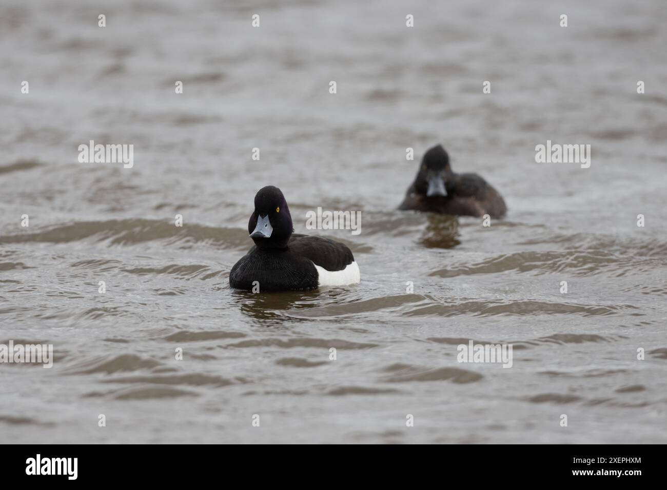 Pair of Tufted Ducks swimming on a lake, County Durham, England, UK ...