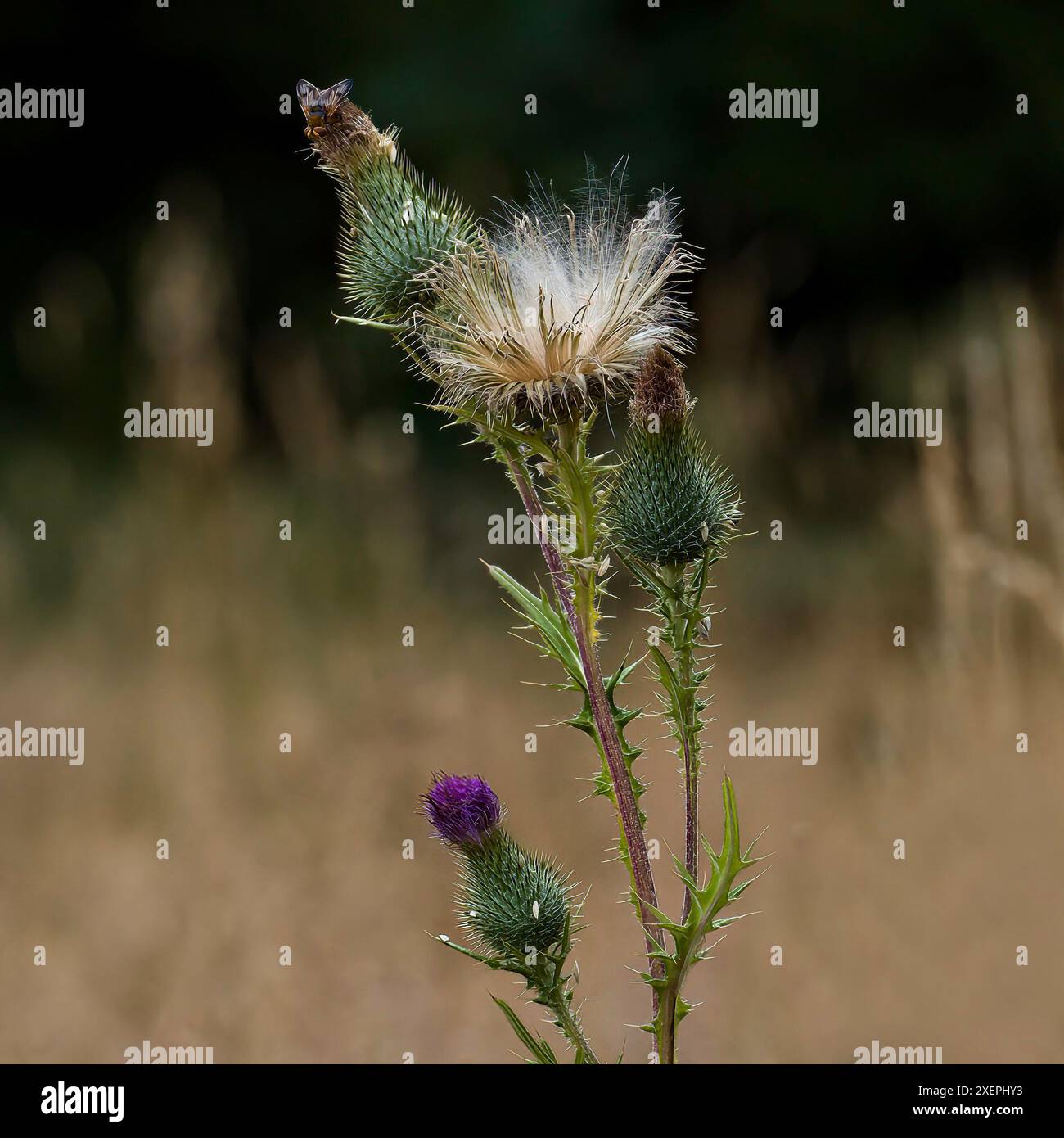 Diestel hi-res stock photography and images - Alamy