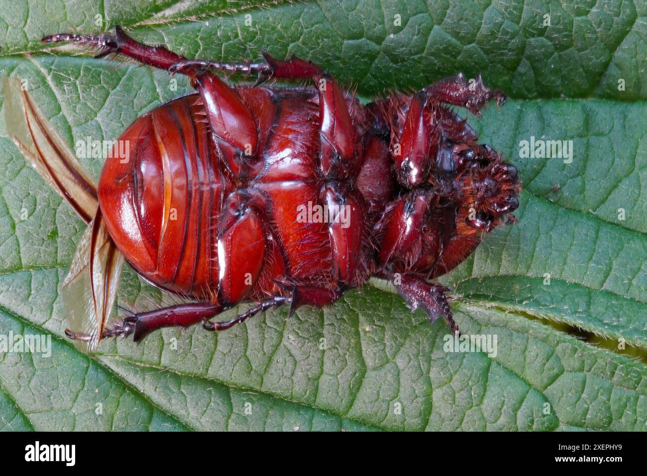 Beetle and a cat hi-res stock photography and images - Alamy