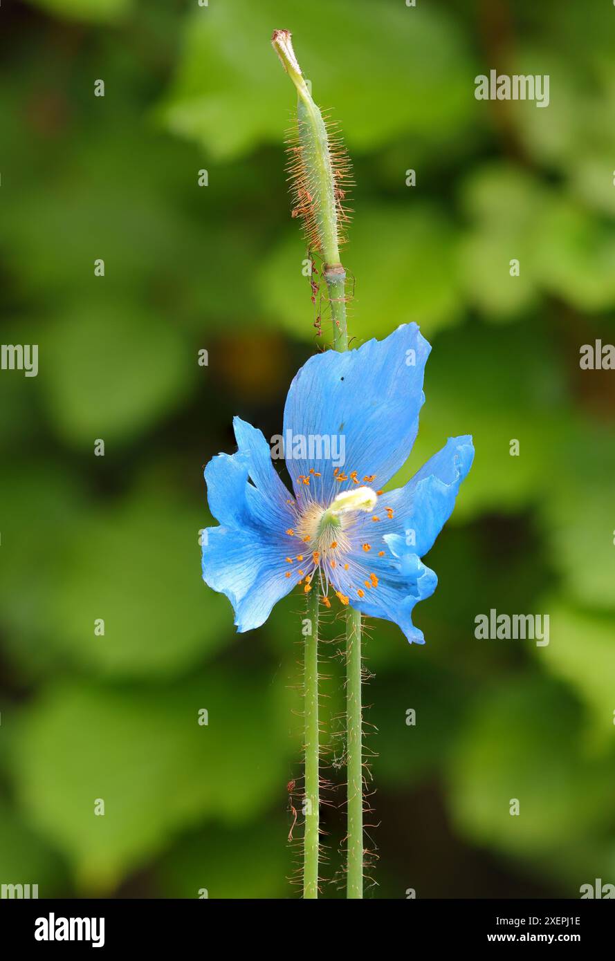 Close up image of a Himalayan Poppy growing in a garden Stock Photo - Alamy