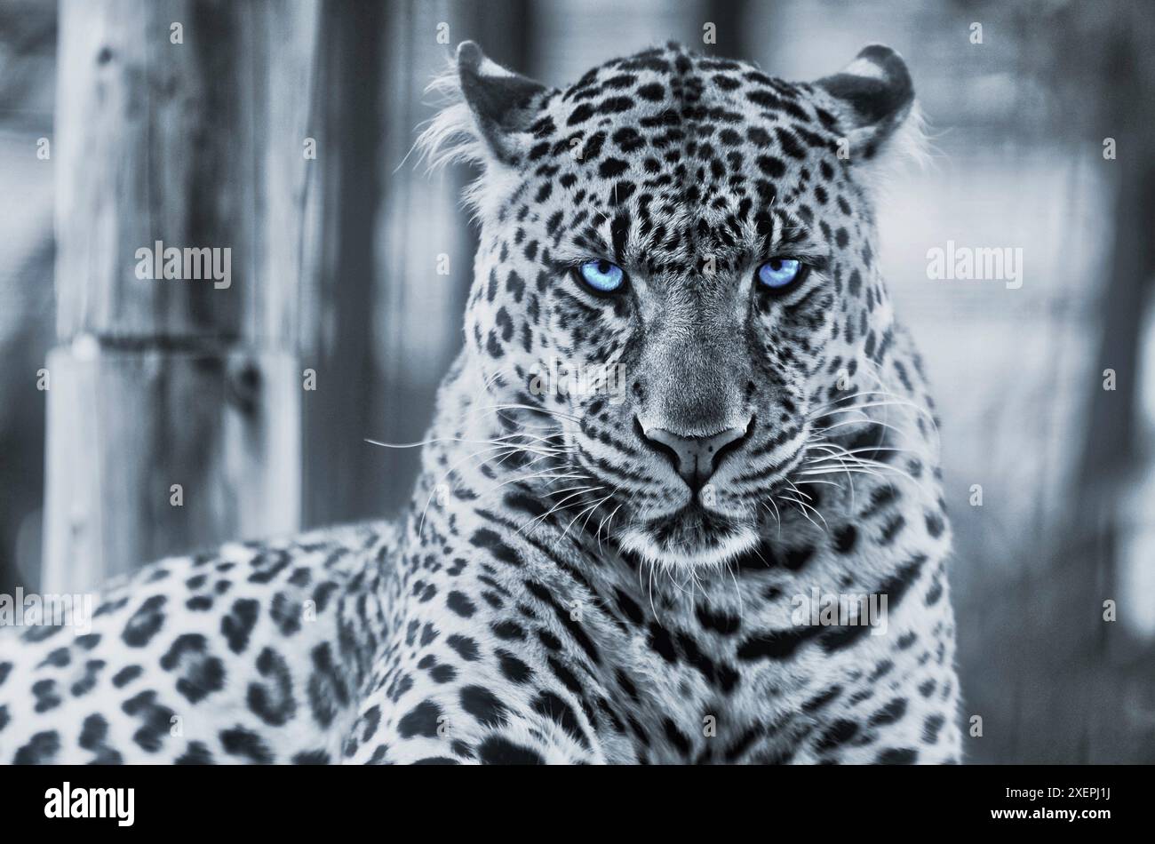 Blue leopard hi-res stock photography and images - Alamy