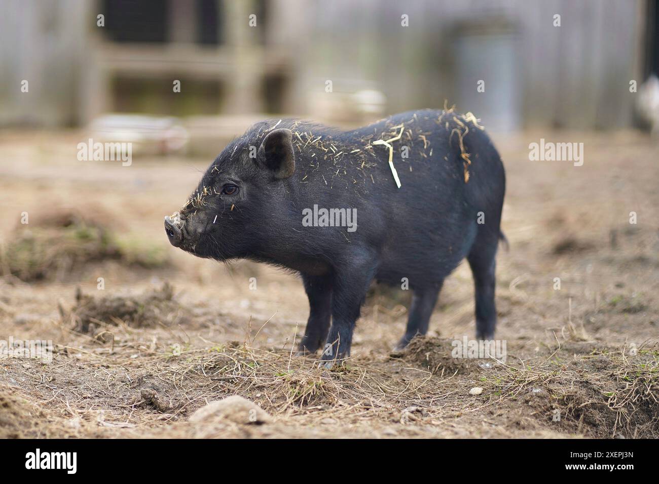 Farm pic hi-res stock photography and images - Alamy