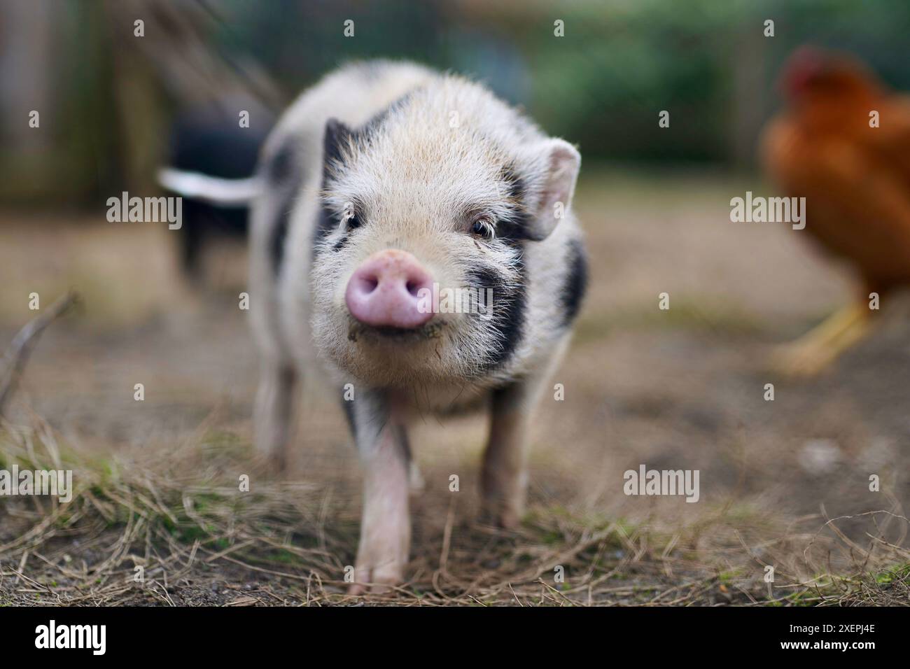 Farm pic hi-res stock photography and images - Alamy