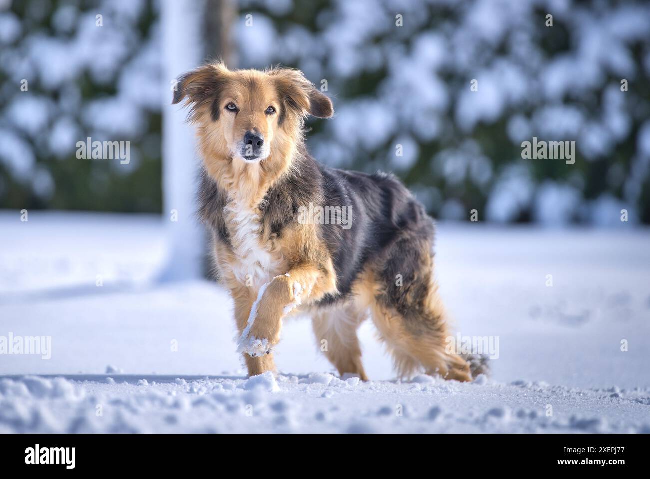 Dog on Snow Stock Photo - Alamy
