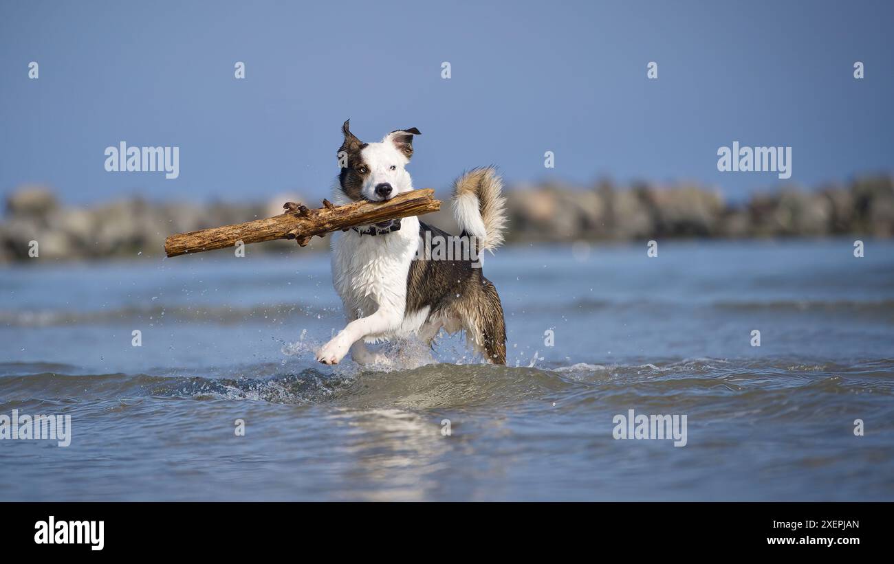 Holen hi-res stock photography and images - Alamy